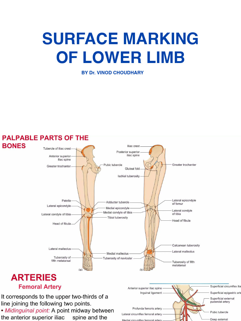Surface Marking Lower Limb PDF | PDF