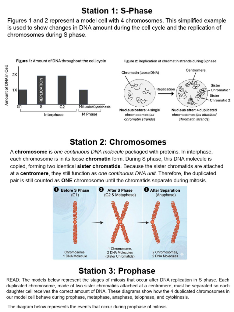 Mitosis Inquiry Stations | PDF