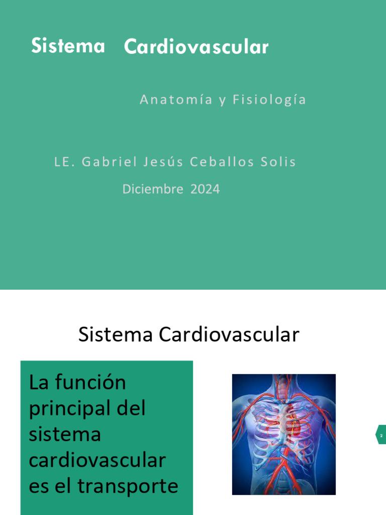 Anatomia Cardiaca 1 | PDF | Corazón | Ventrículo (corazón)