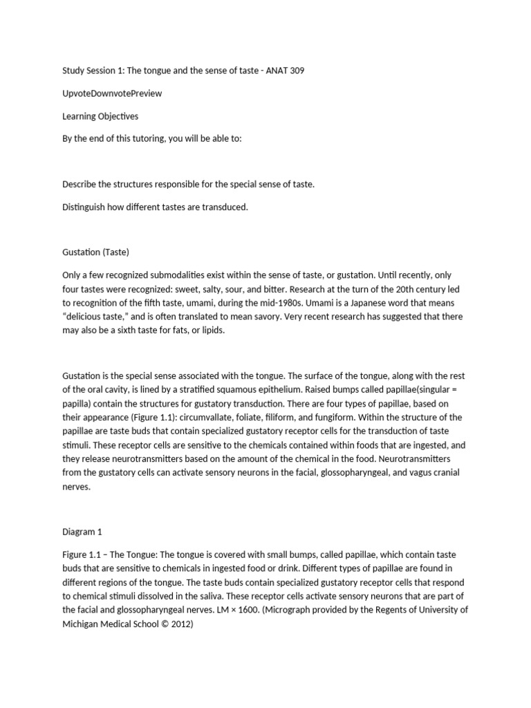 ANAT 309 Study Session 1 the Tongue and Sense of Taste | PDF | Taste ...