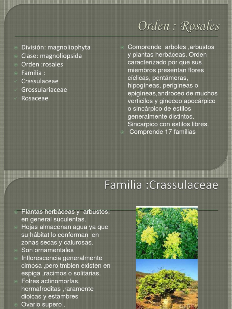 Orden Rosales | PDF | Plantas de jardín | Plantas