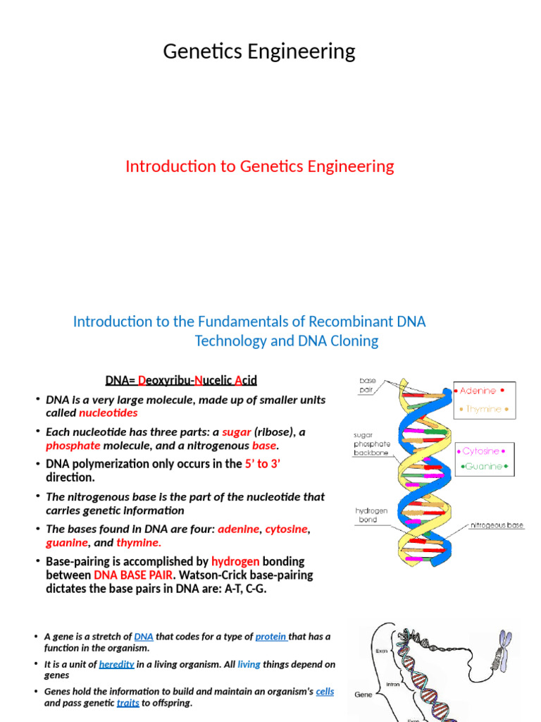 Int To Genetic Engineering | PDF | Molecular Cloning | Dna