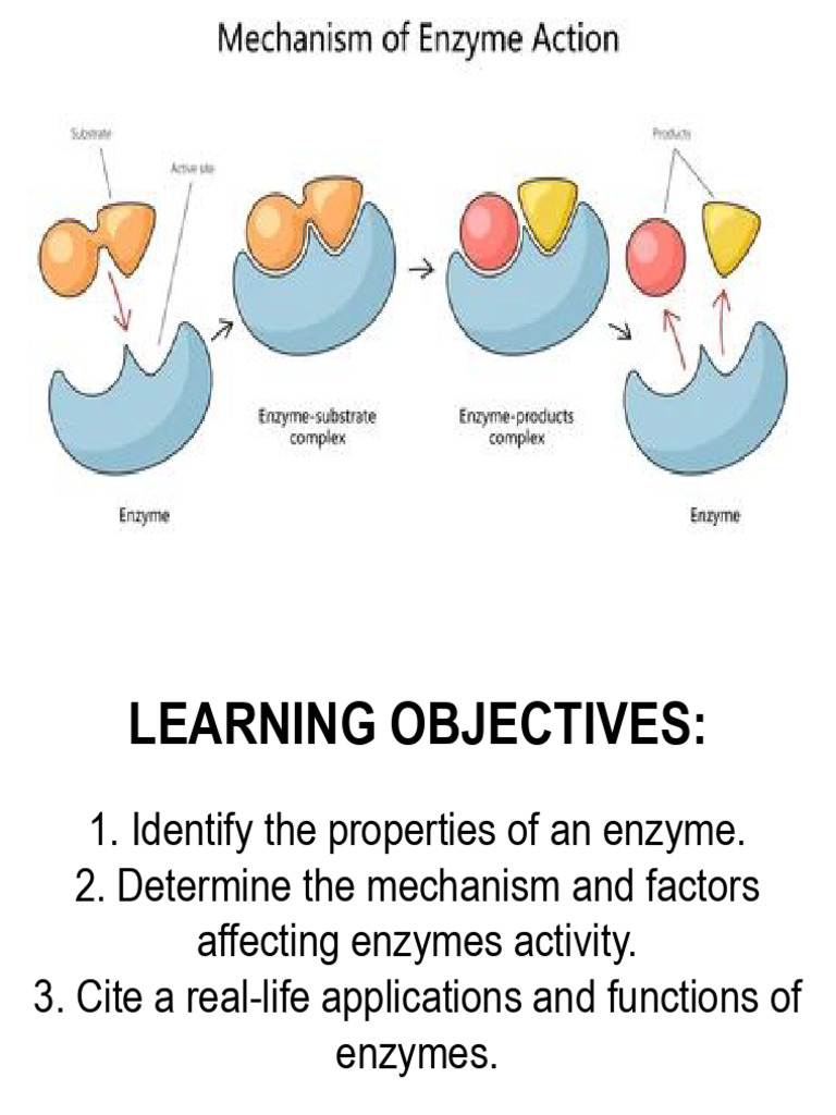 Mechanism and Factors Affecting Enzyme Activity | PDF | Enzyme | Enzyme ...