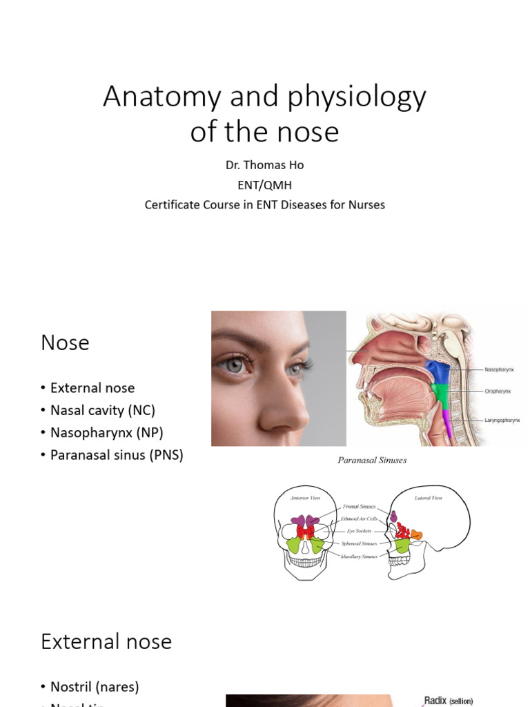 Anatomy and Physiology of The Nose | PDF | Human Nose | Respiratory System