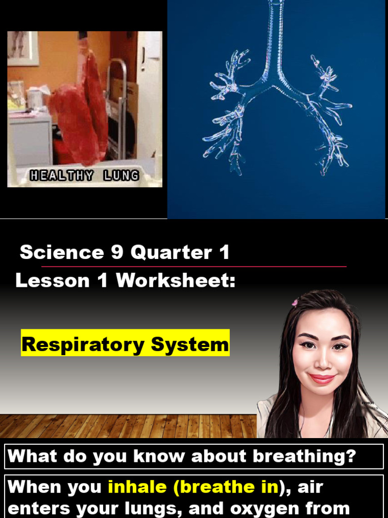 Lesson 1 Respiratory System | PDF | Respiratory System | Lung