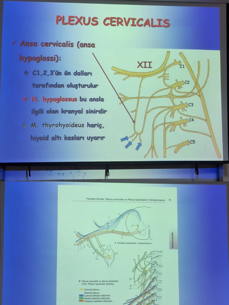 Plexus Cervicalis | PDF