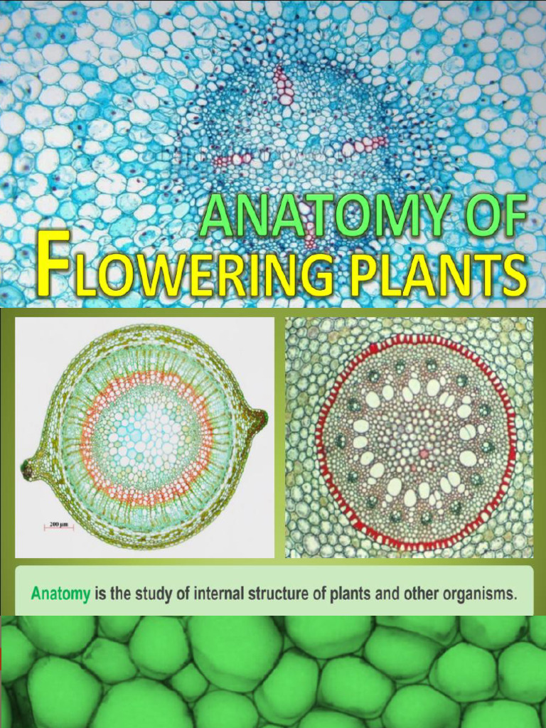 Anatomy of Plants | PDF