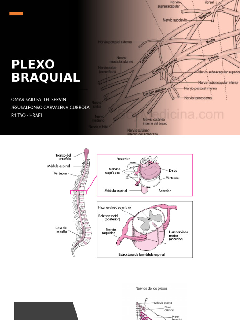 Plexo Braquial | PDF