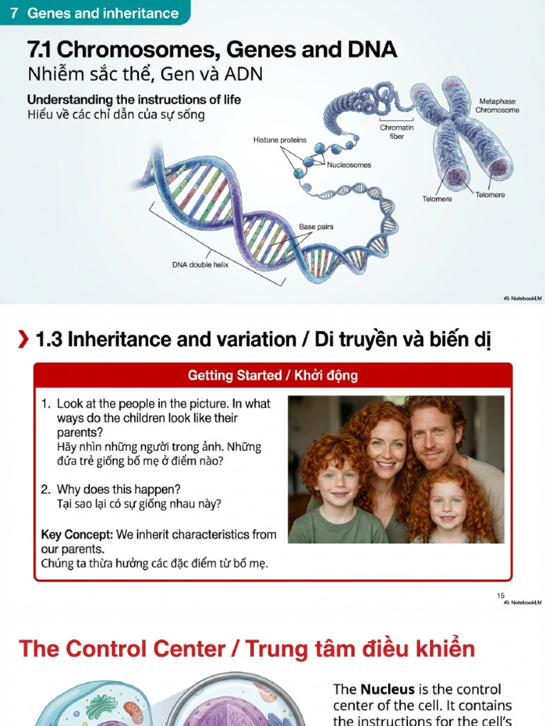 Chromosomes Genes DNA | PDF