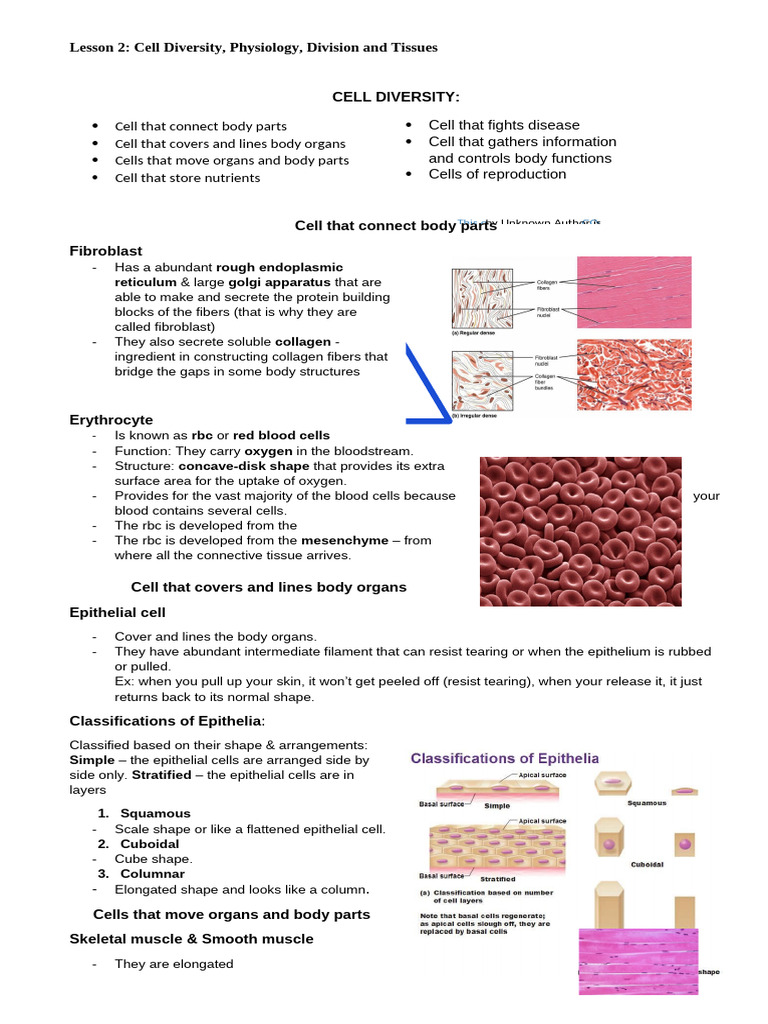 SUMMARIZED Lesson 2 NEW Cell Diversity, Physiology, Division and ...