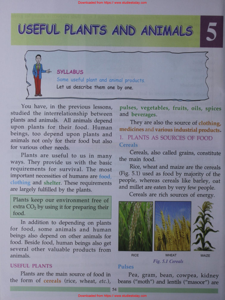 ICSE Class 6 Biology Chapter 5 Useful Plants and Animals | PDF