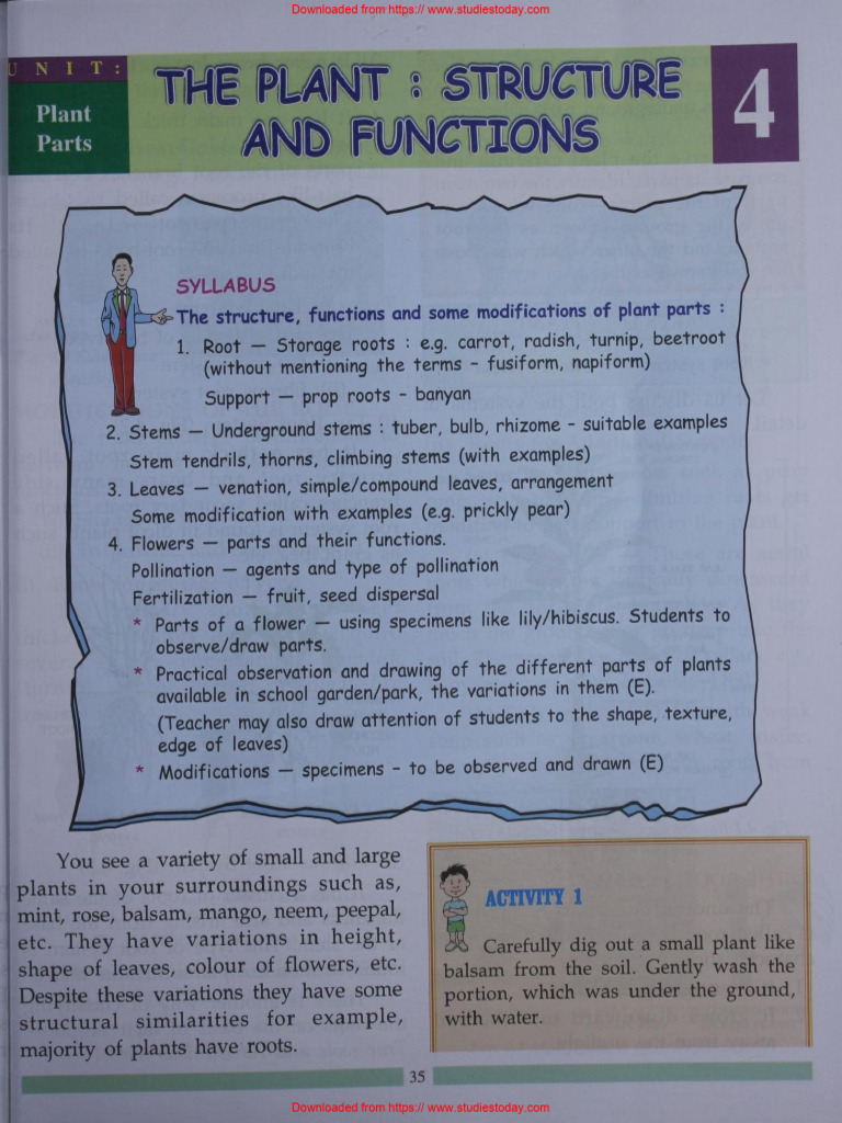 ICSE Class 6 Biology Chapter 4 The Plant Structure and Functions | PDF