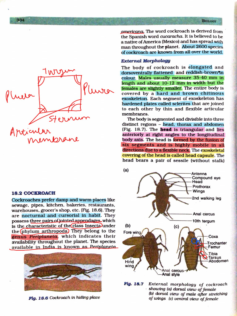 Frog and Cockroach | PDF