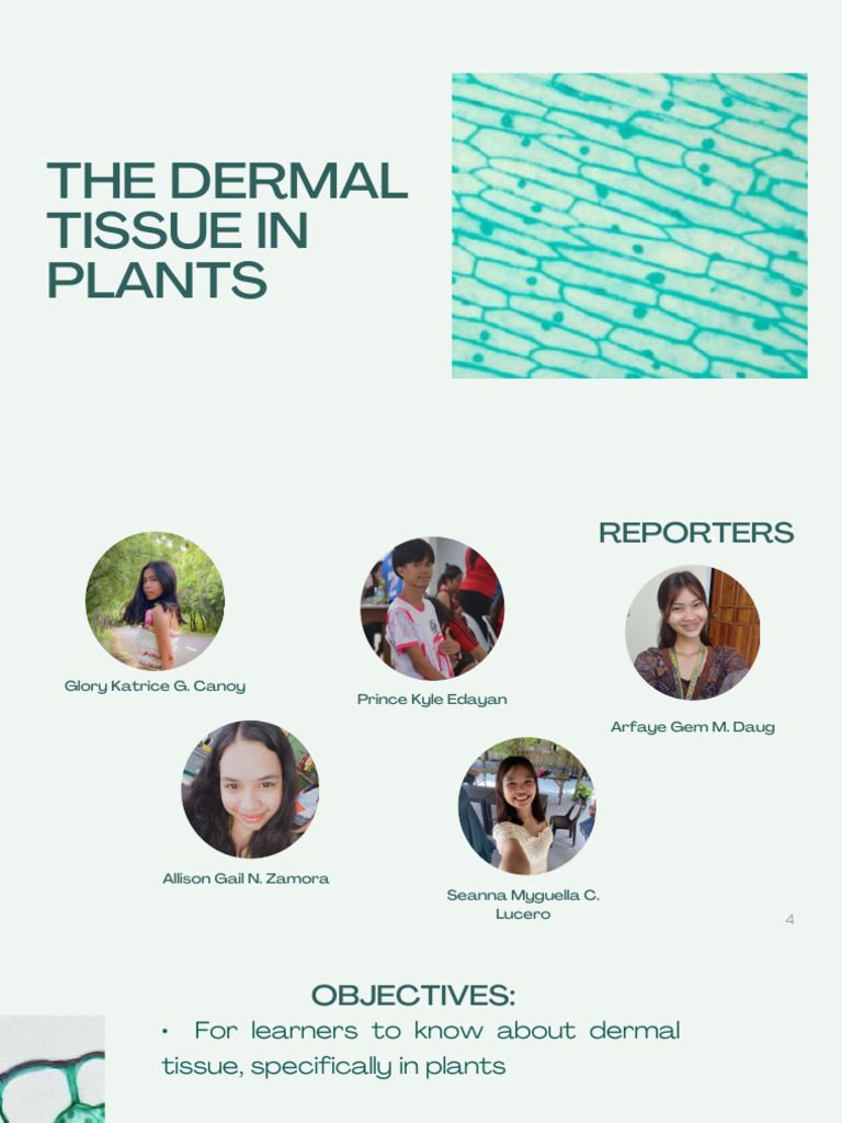 The Dermal Tissue in Plant | PDF | Leaf | Stoma