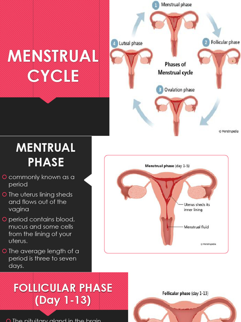 Menstrual Cycle | PDF