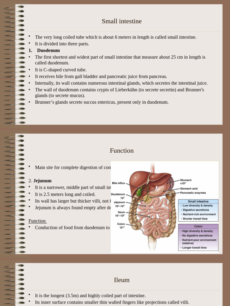 Unit 3b Digestive System | PDF | Digestion | Small Intestine