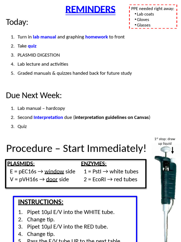 Lab 7 PPT - Restriction Enzymes & Gel Electrophoresis Spring 2022 | PDF ...