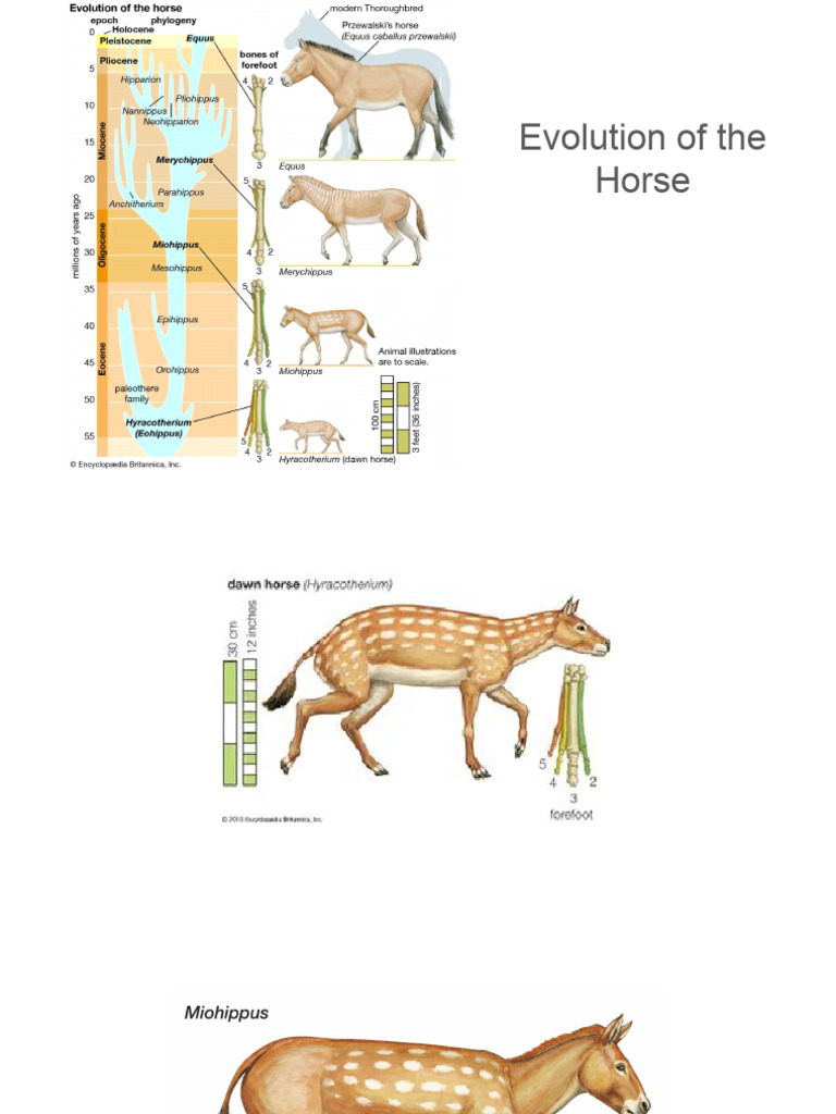 Evolution of The Horse-2 | PDF