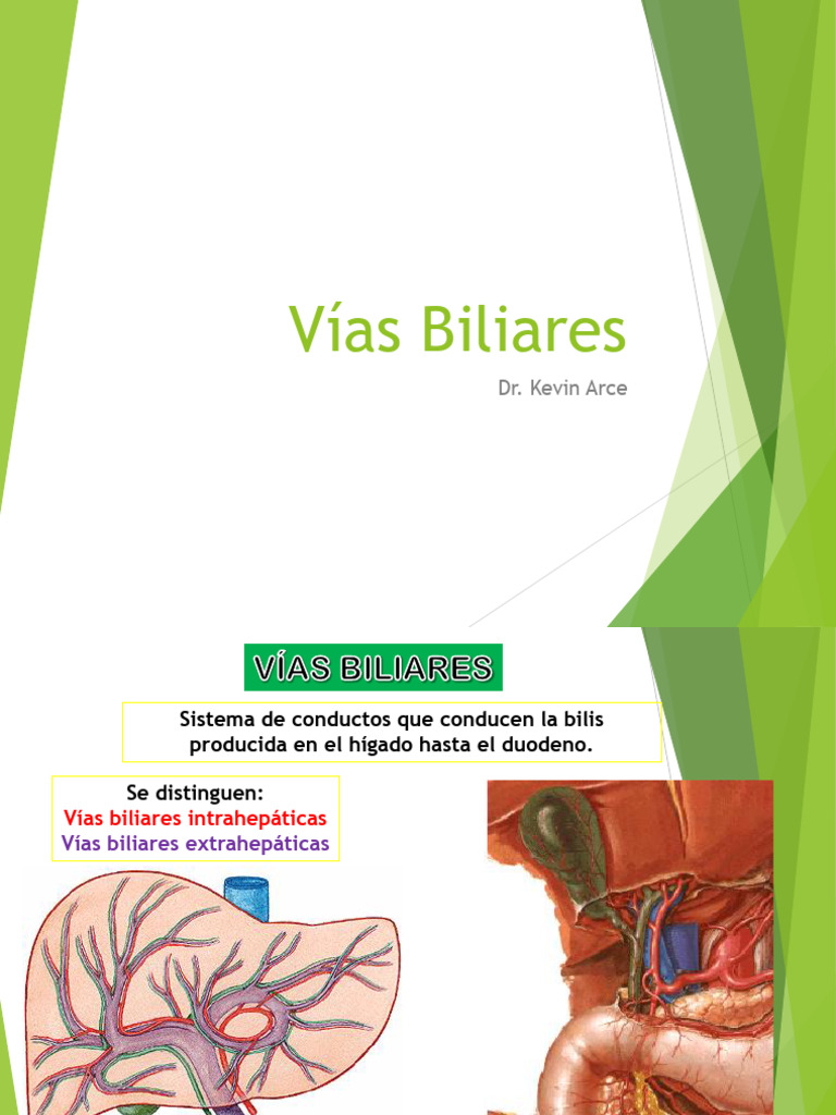 VÍAS BILIARES | PDF | Hígado | Bilis