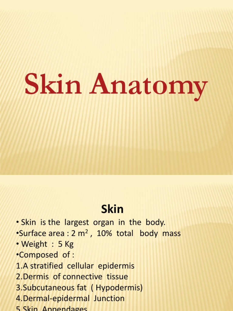 Skin Anatomy | PDF | Skin | Epidermis