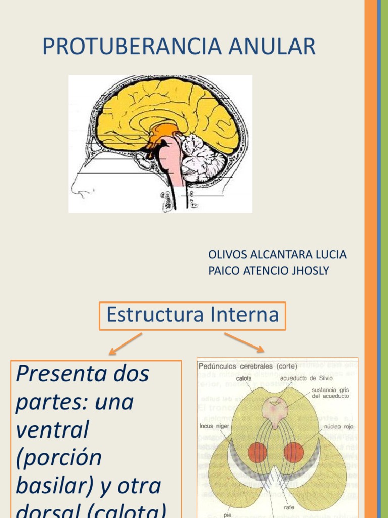 Protuberancia Anular | Neuroanatomía | Neurociencia