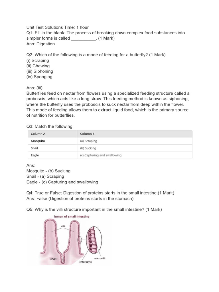Nutrition in Animals Unit Test Solutions | PDF | Digestion | Small ...