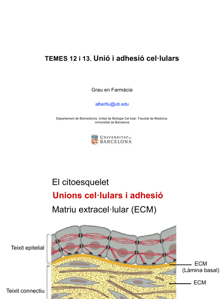 Tema 12-13 Unions i Adhesions Cel·Lulars (2025-2026) | PDF
