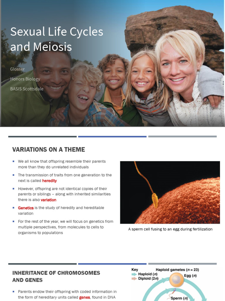 2) Sexual Life Cycles and Meiosis Notes 24-25 | PDF | Meiosis | Ploidy