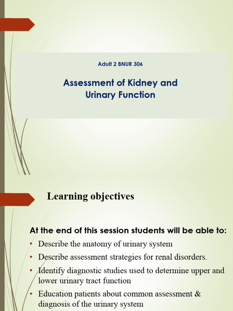W1 Assessment Urinary System | PDF | Urinary System | Kidney