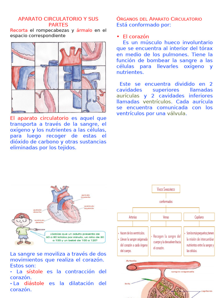 Aparato Circulatorio y Sus Partes El Corazon | PDF