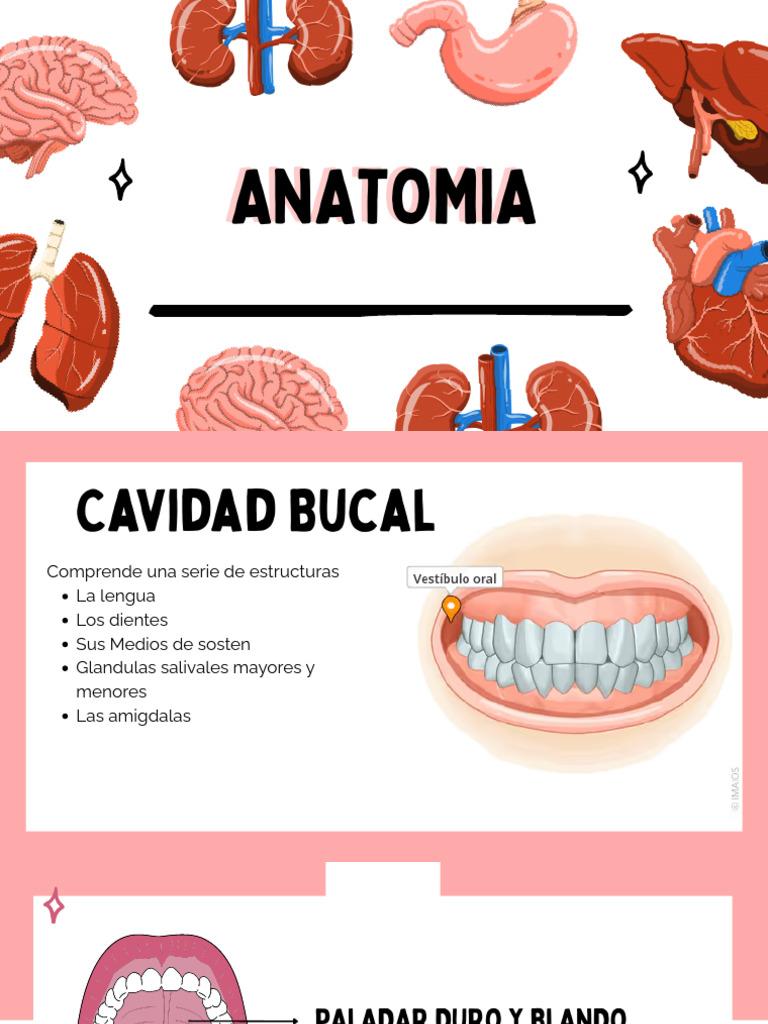 Presentación órganos del cuerpo humano ilustrada rosa.pdf | PDF | Lengua | Boca