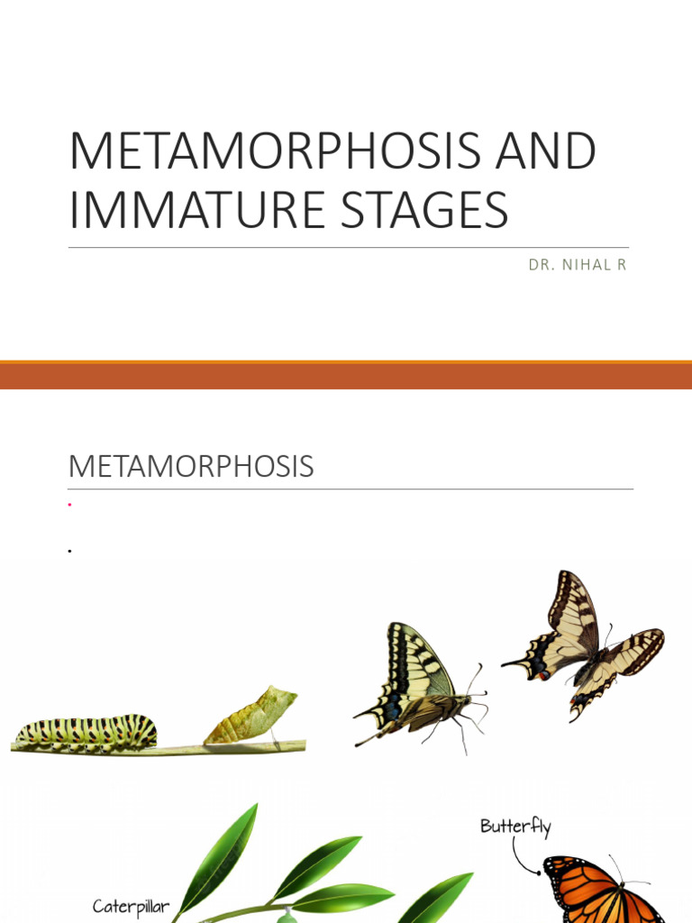 Metamorphosis and Immature Stages | PDF | Pupa | Insects