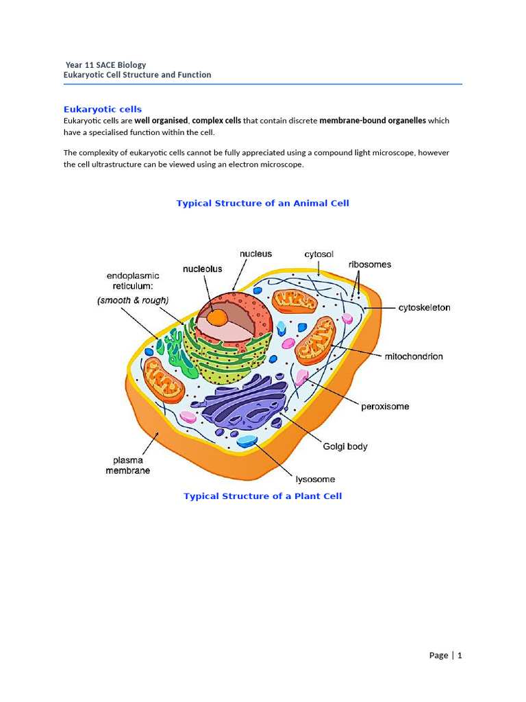 Year 11 SACE Biology Eukaryotic Cell Structure (Annotated) | PDF ...