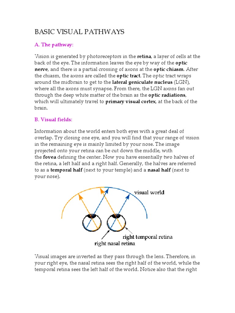 Textbook Chapter - Visual Pathways | Download Free PDF | Visual System ...