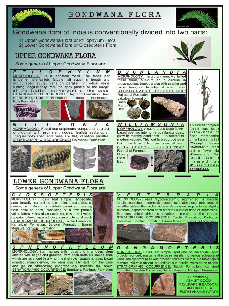 Gondwana Flora Coral | PDF | Leaf | Plant Morphology