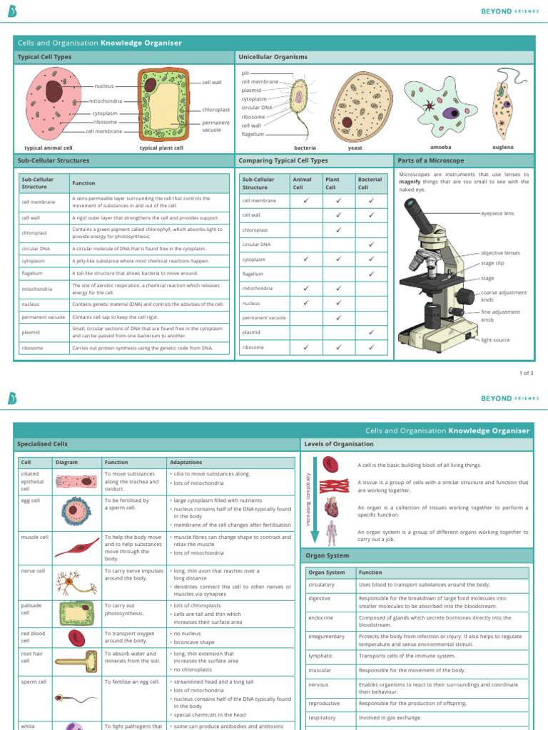 Cells and Organisation Knowledge Organiser | PDF | Cell (Biology ...