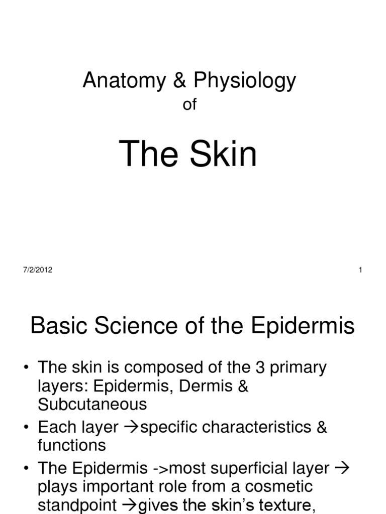 Anatomy Physiology of The Skin | PDF | Skin | Epidermis