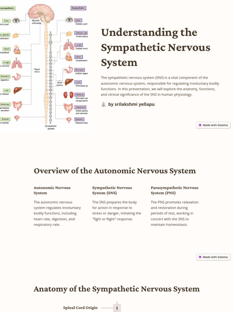 Understanding The Sympathetic Nervous System | PDF | Autonomic Nervous ...