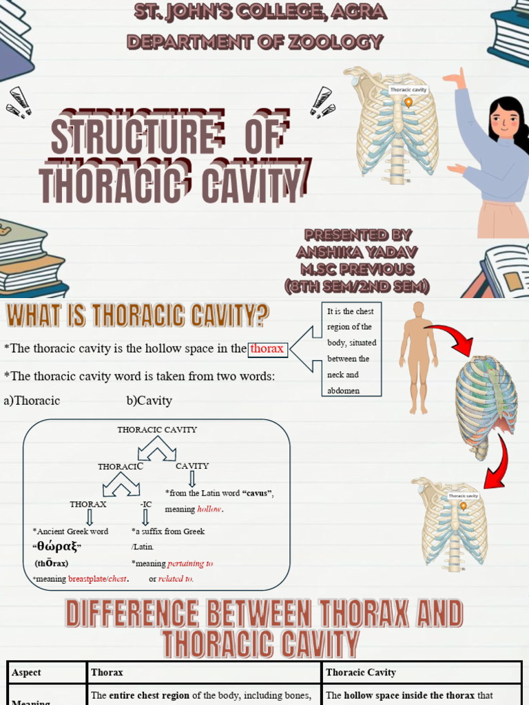 Presentation On Structure of Thoracic Cavity | PDF | Thorax | Lung