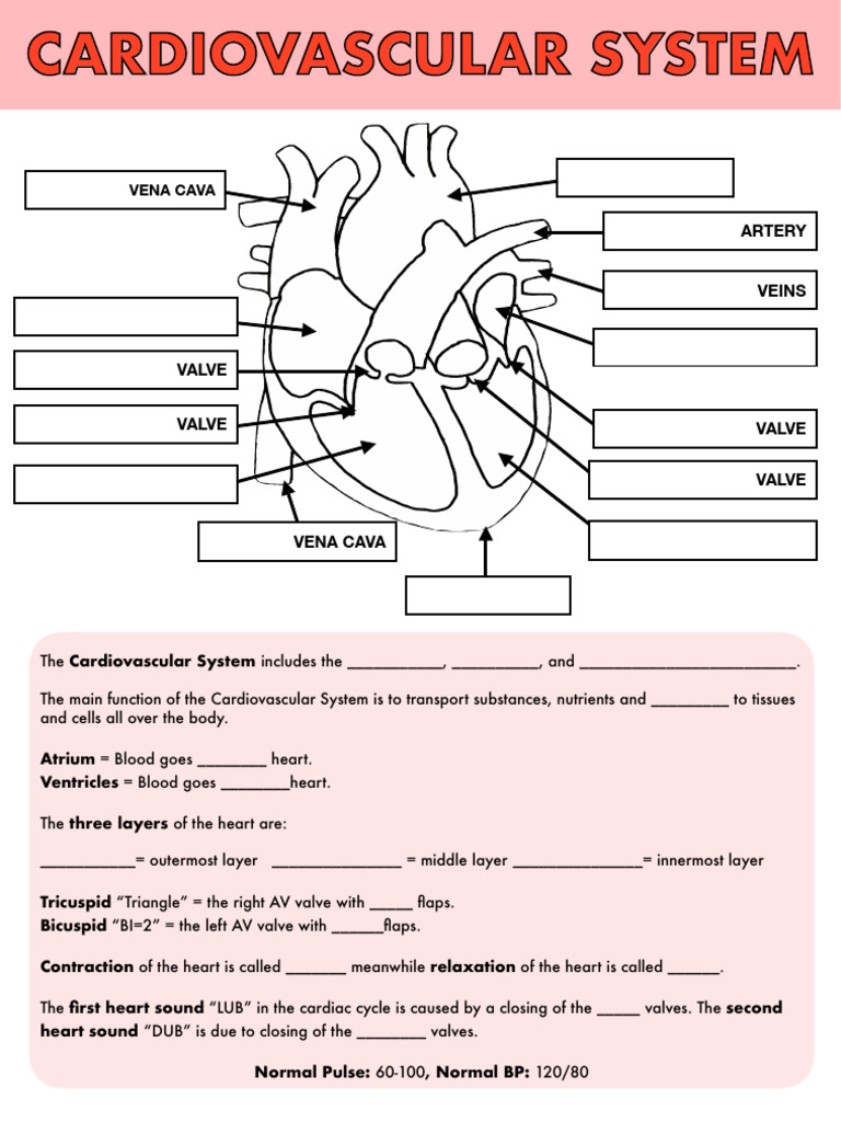 A&P Diagram Practise Sheet | PDF | Respiratory Tract | Integumentary System