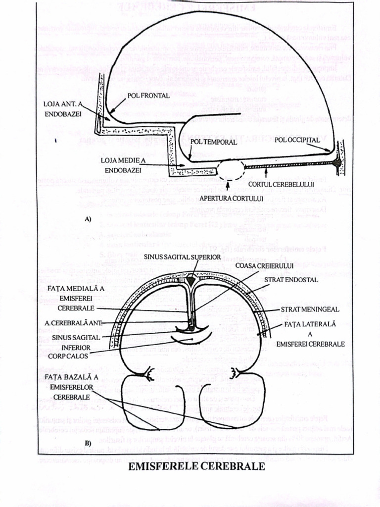 emisfere cerebrale | PDF