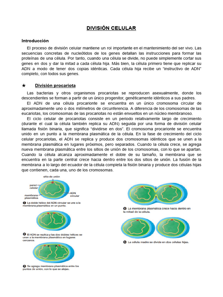 Biología División Celular | PDF | Mitosis | Mitosis
