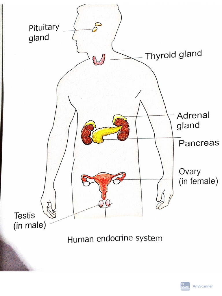 Hormone Table + Diagram | PDF