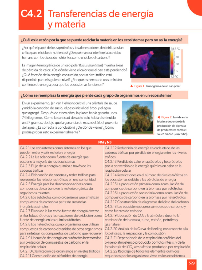 c4.2 Transferencia de Energia y Materia | PDF | Digestión | Organismos