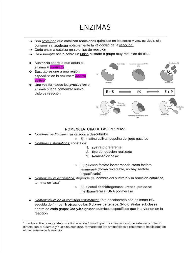 Resumen E3 Bioq | PDF