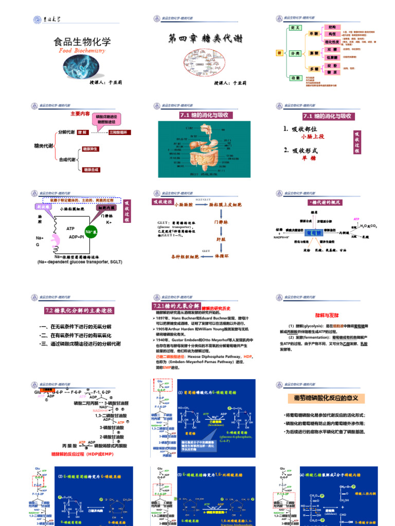 Food Biochemistry: ATP Na+ K+ | PDF