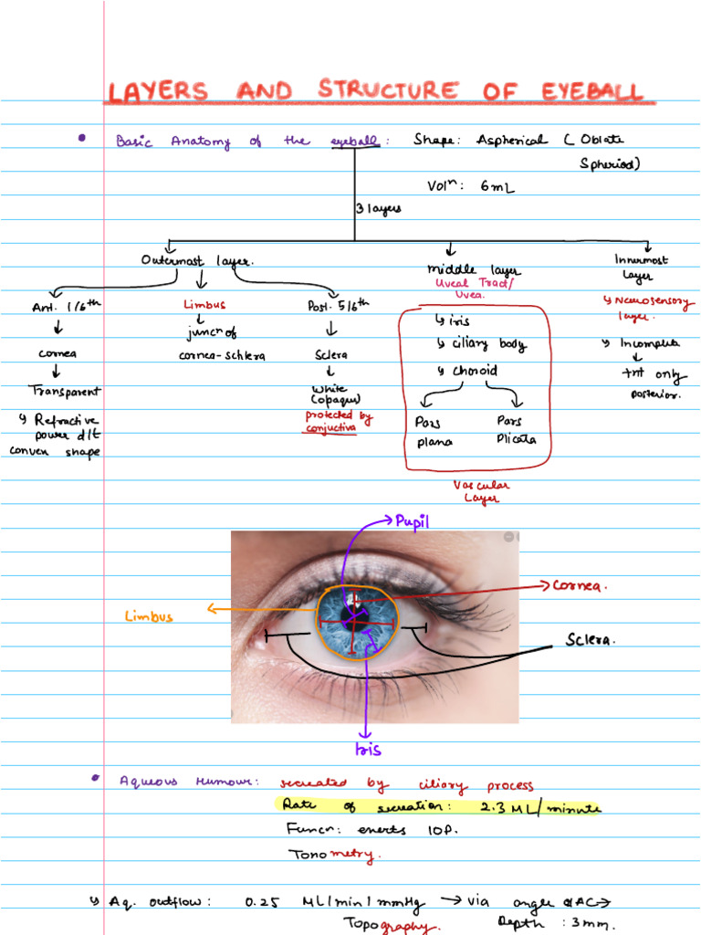 Basic Anatomy of The Eye | PDF | Retina | Cornea