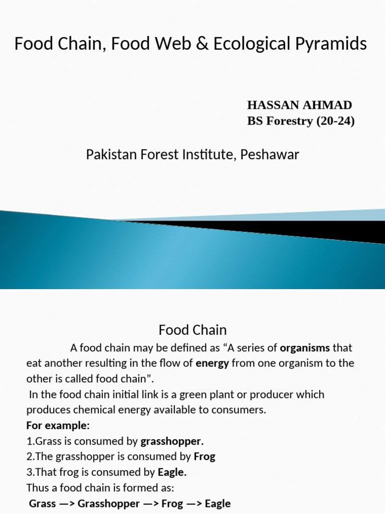 Food Chain Food Web Ecological Pyramid | PDF | Food Web | Ecosystem