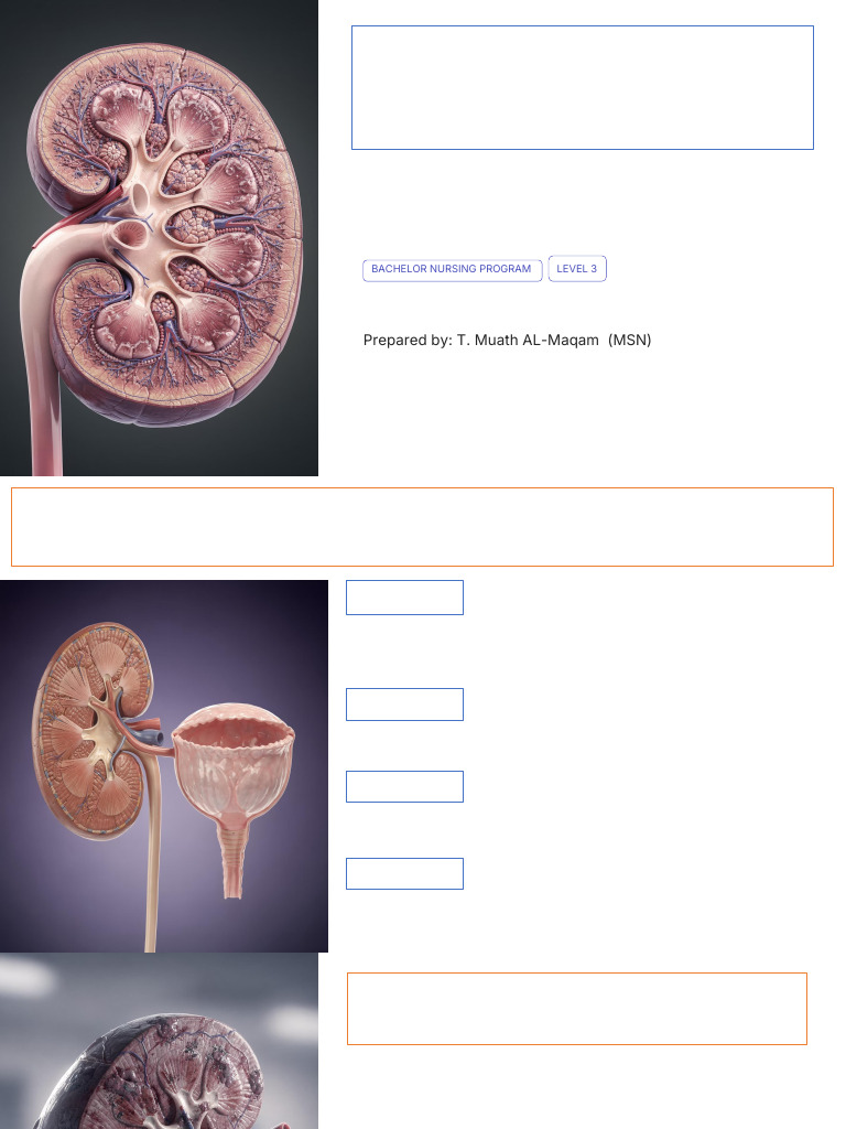 Urinary Tract Disorders Pyelonephritis and Glomerulonephritis 055625 ...