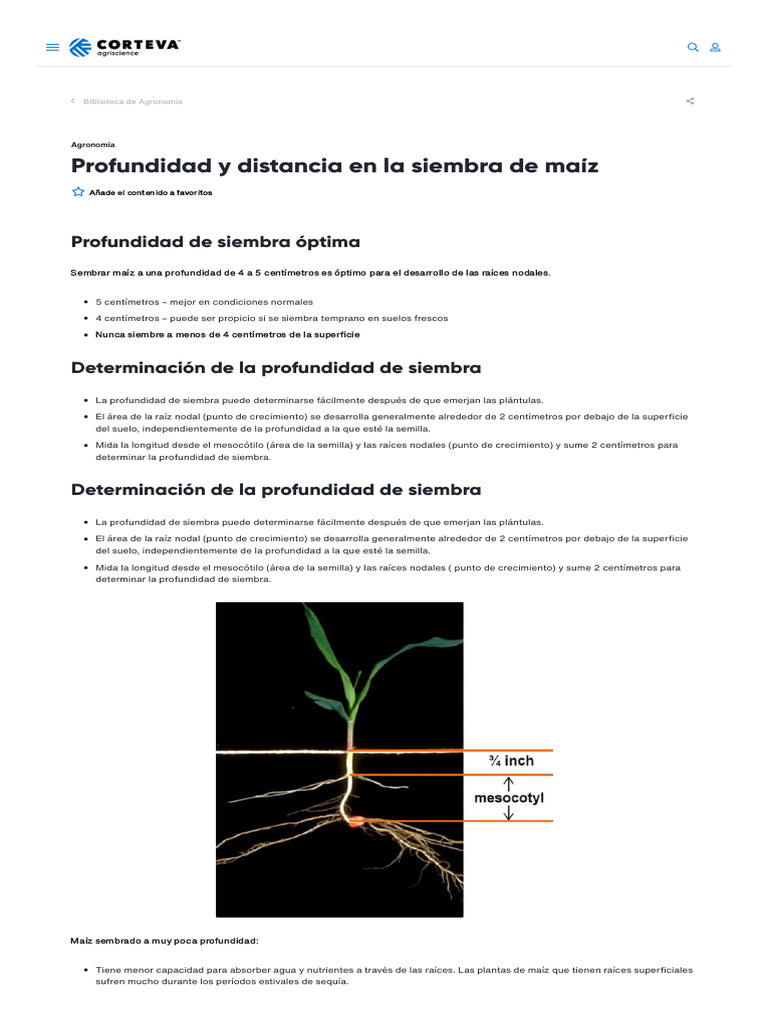 Profundidad y Distancia en La Siembra de Maíz | PDF | Siembra | Raíz